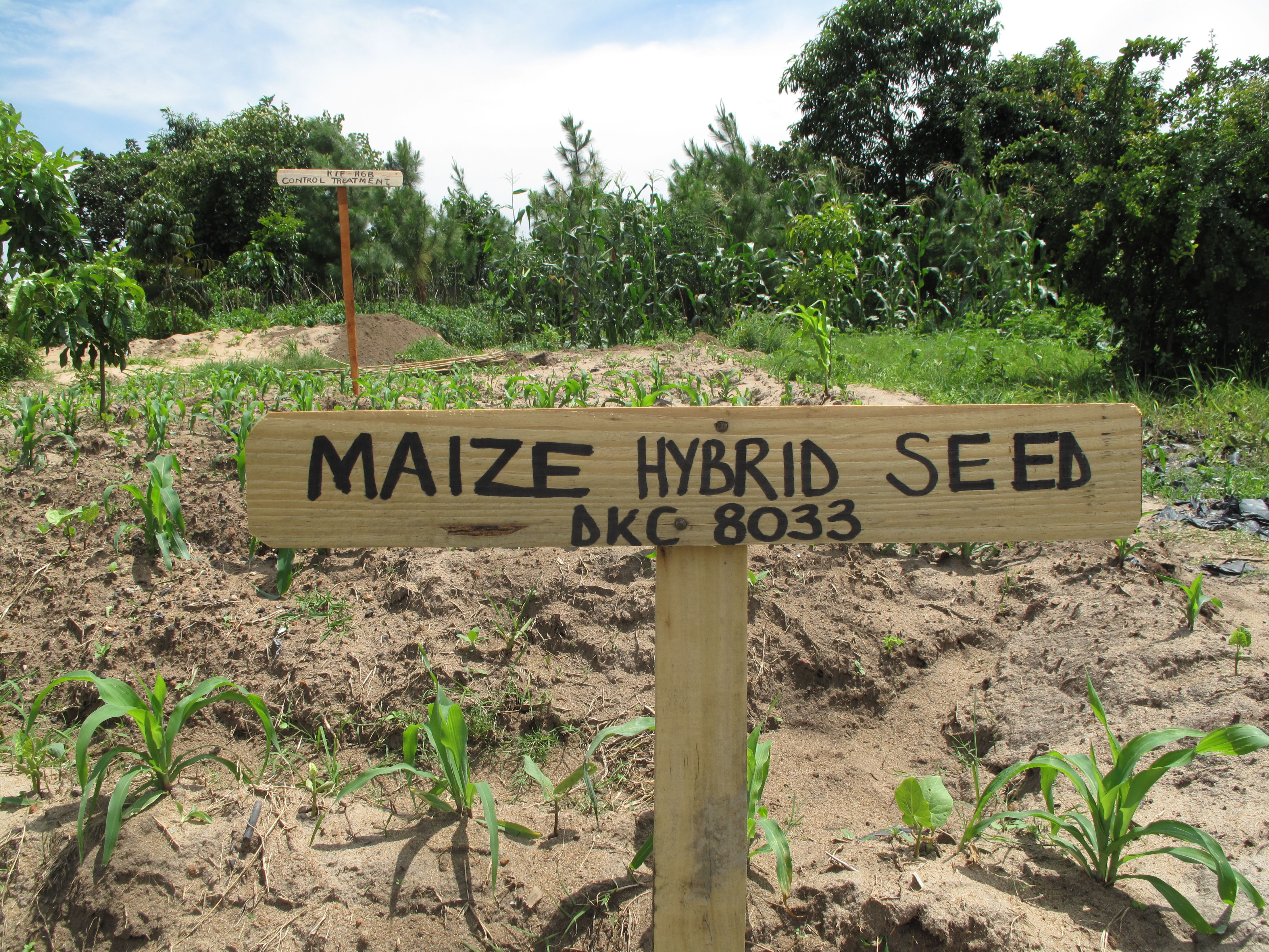 Maize Seed